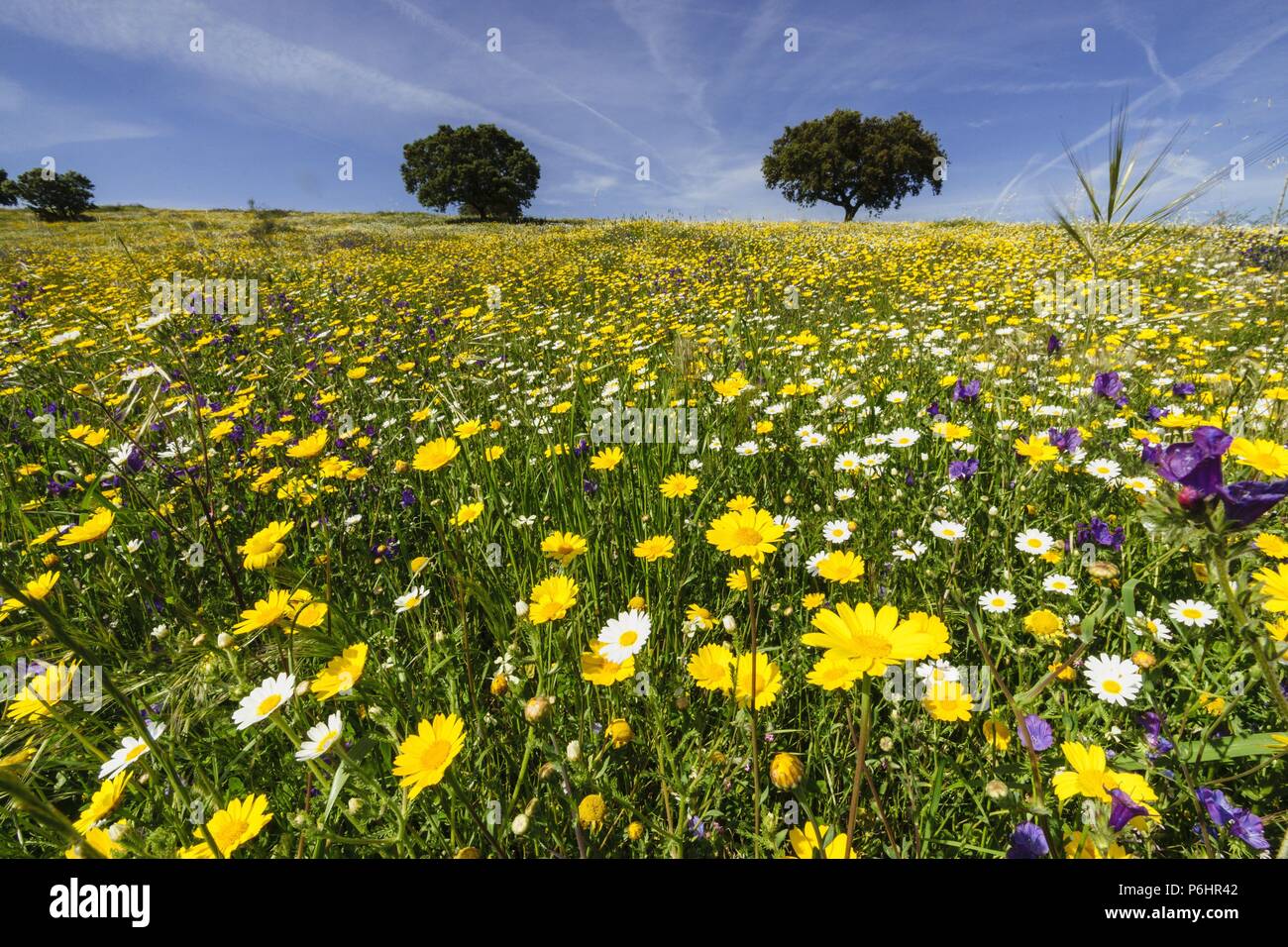 dehesa en primavera,Campo Maior, Alentejo,Portugal Stock Photo - Alamy