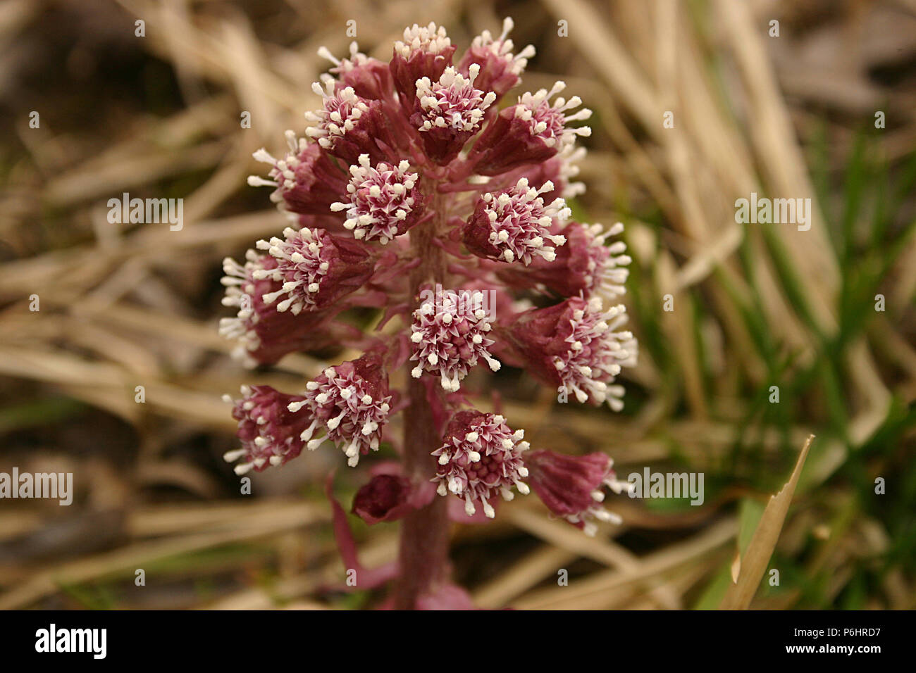 Purple butterbur hi-res stock photography and images - Alamy