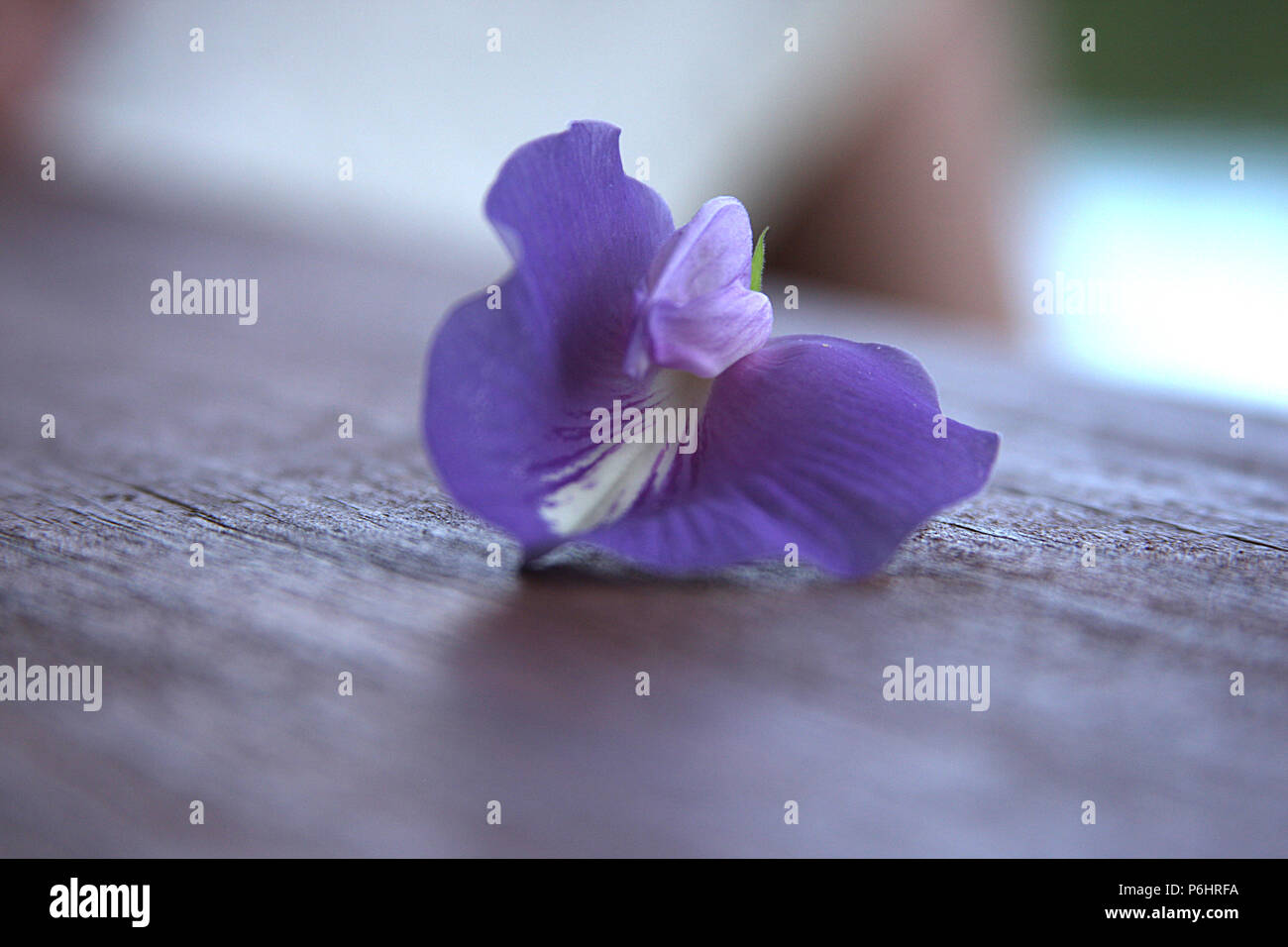 Vicia species hi-res stock photography and images - Alamy