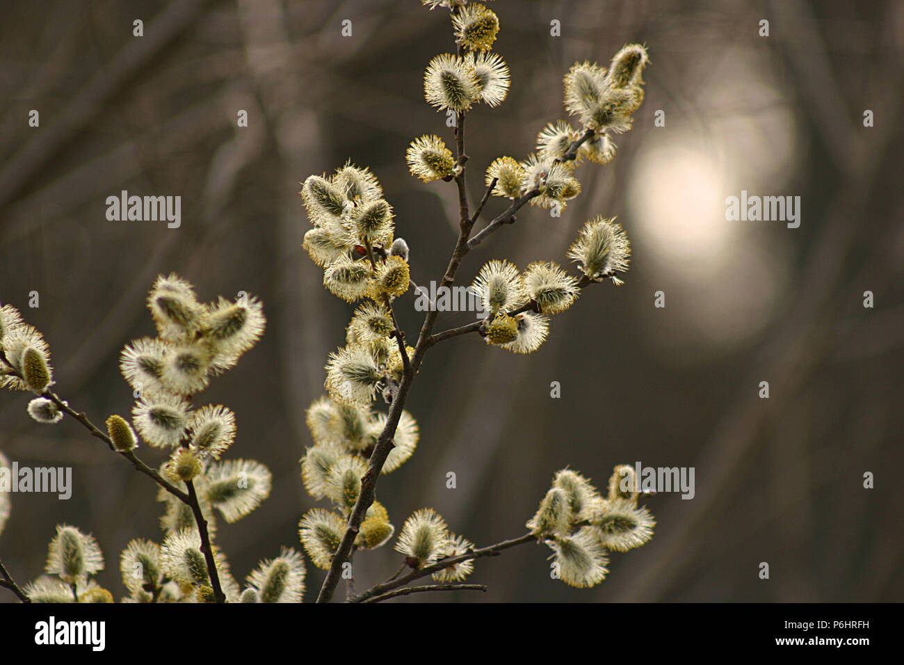 Male flowers of Willow tree Stock Photo - Alamy