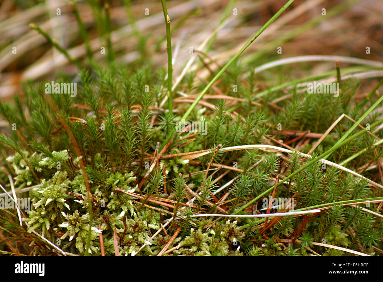 Small plants growing in Tinovul Mohoş, an alpine peat bog in Romania ...