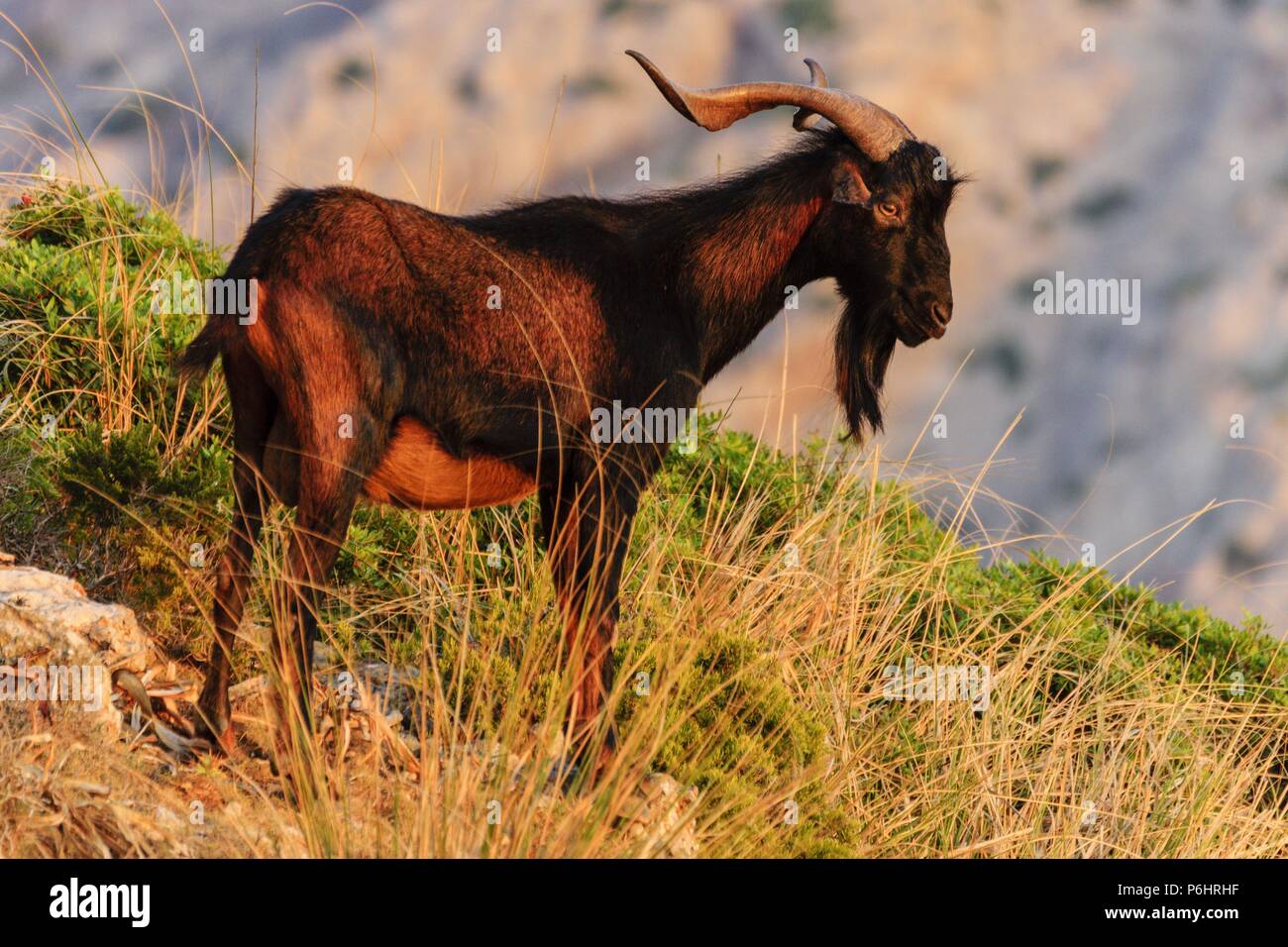 cabra mallorquina (Capra hircus) ,Pollença,peninsula de Formentor ...
