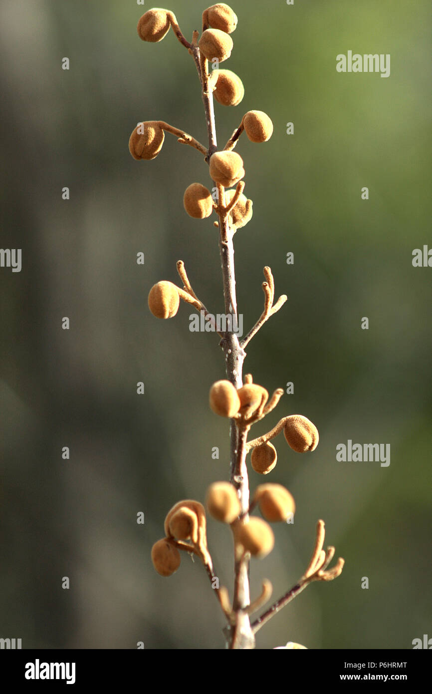 Beautiful dried seed pods Stock Photo - Alamy