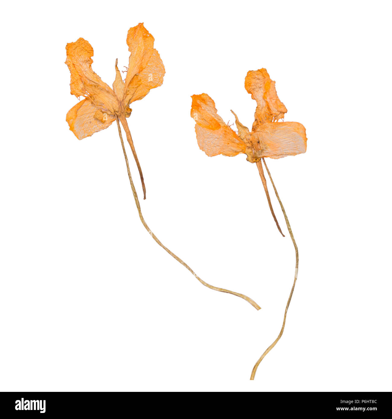 Dried and pressed the spring flowers isolated on white background ...