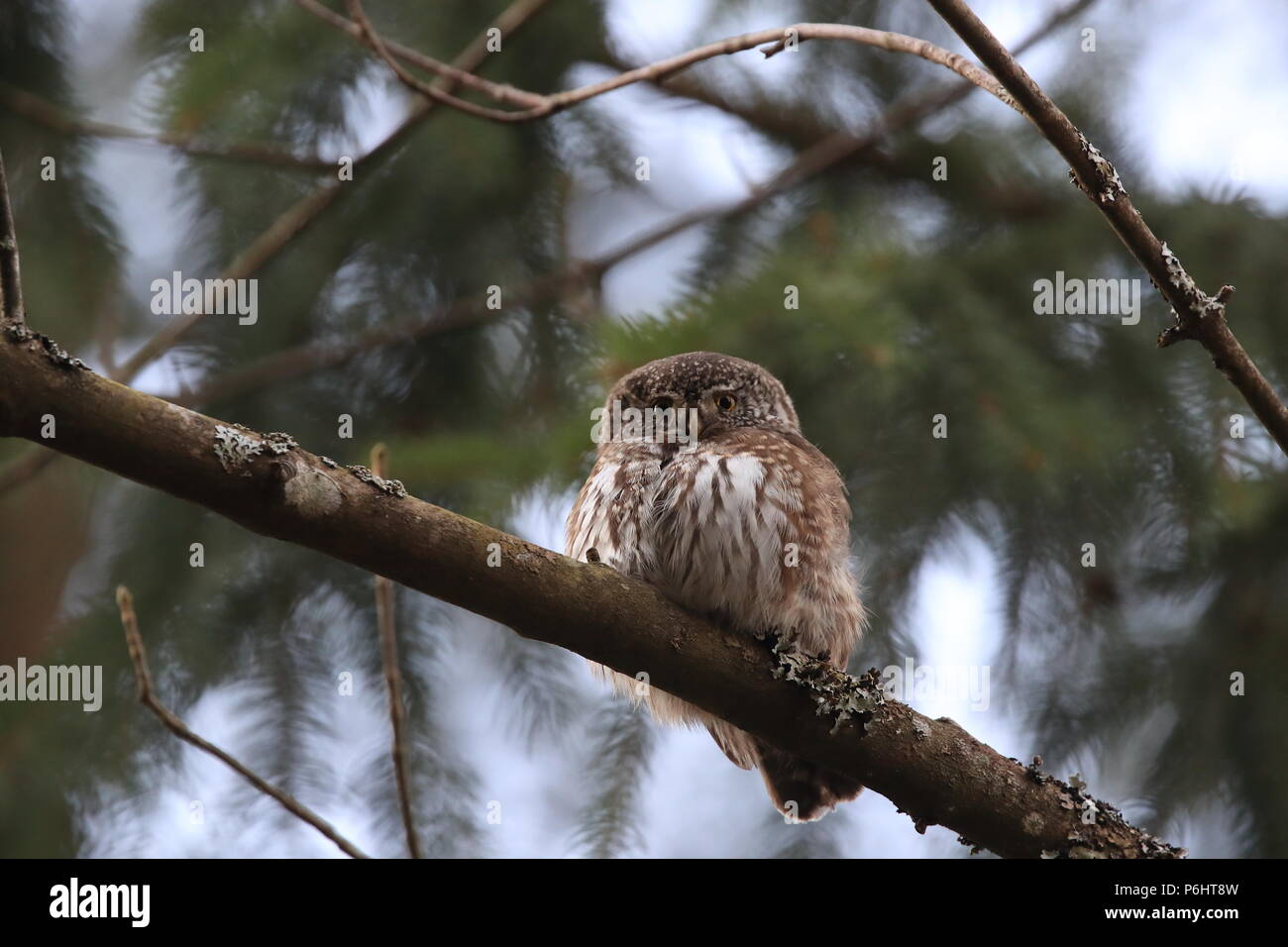 Eurasian pygmy owl-Swabian Jura,Swabian Alps,Baden-Württemberg, Germany ...