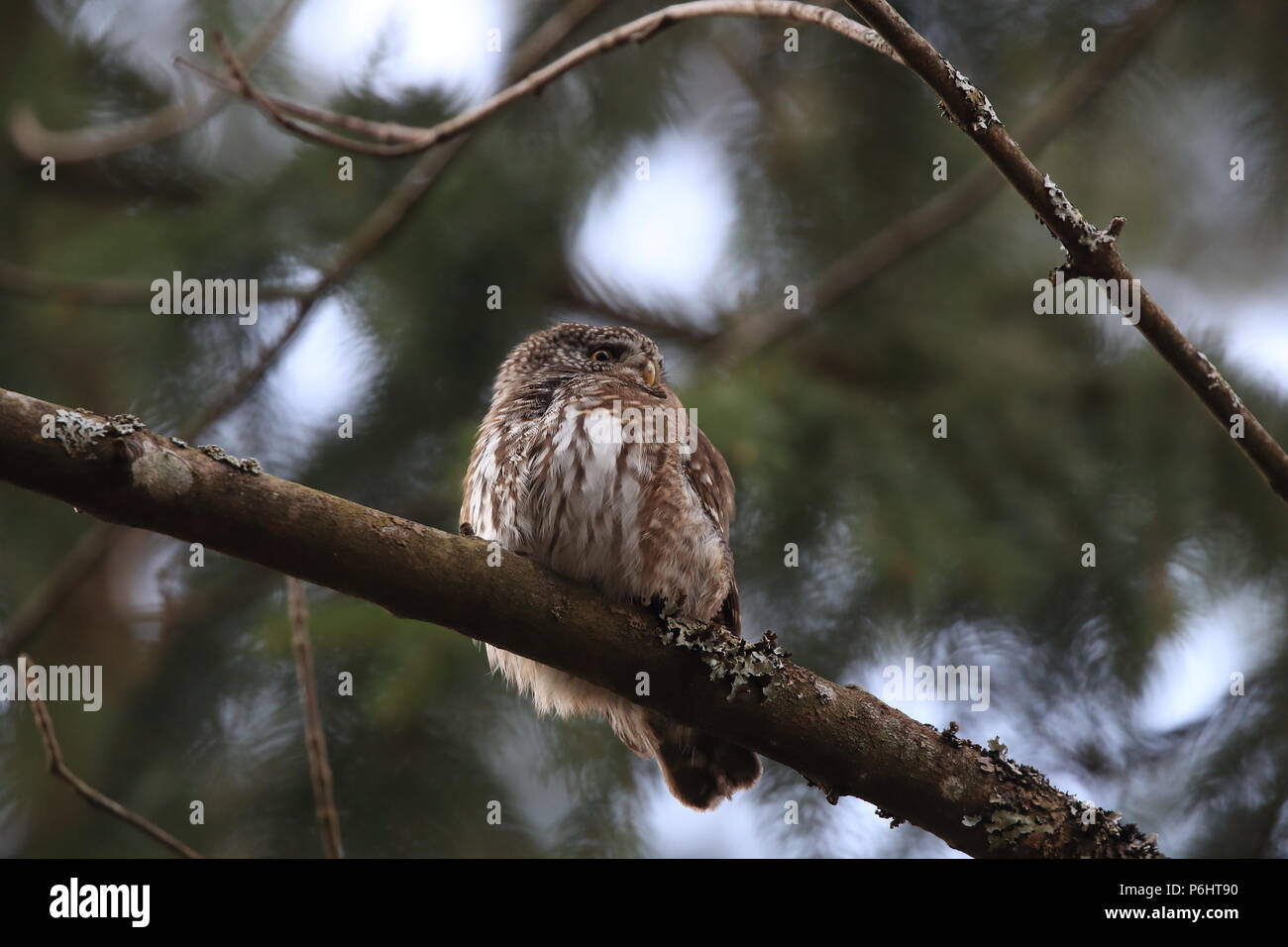 Eurasian pygmy owl-Swabian Jura,Swabian Alps,Baden-Württemberg, Germany ...