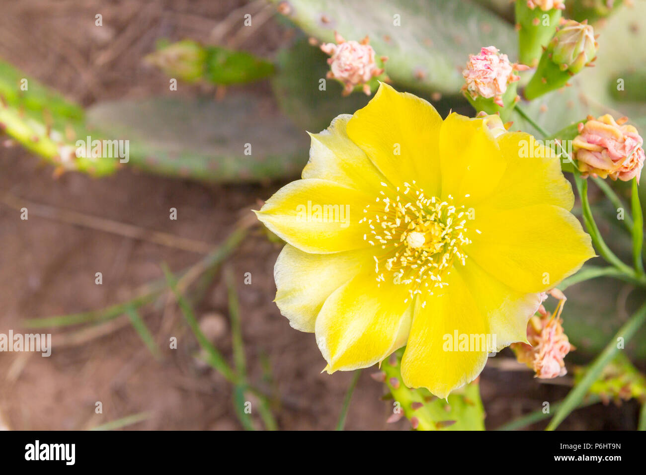 Yellow flowers of a flowering cactus in a street flower bed Stock Photo ...