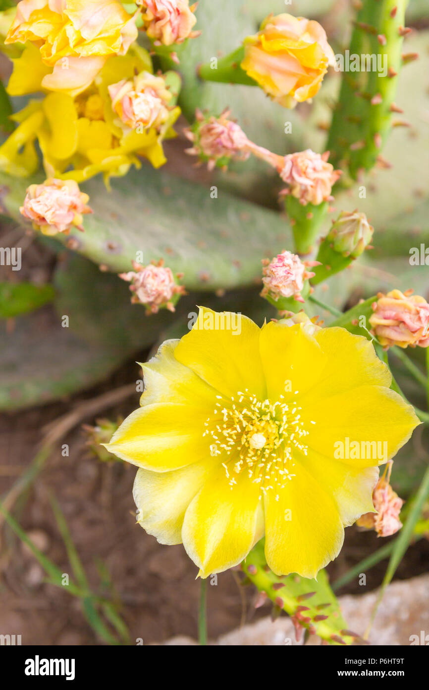 Yellow flowers of a flowering cactus in a street flower bed Stock Photo ...