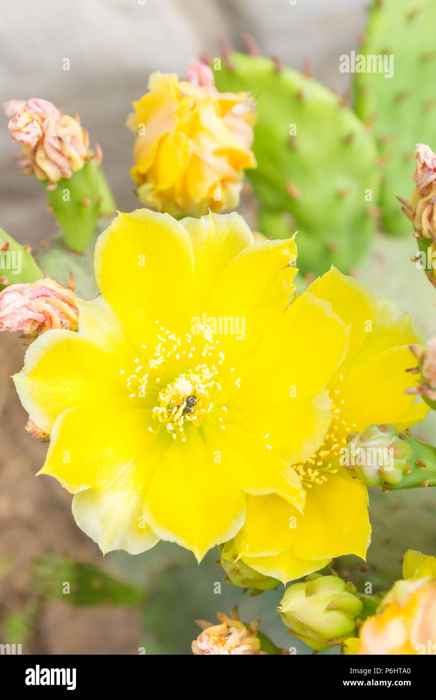 Bee collects nectar on a beautiful yellow flower cactus Stock Photo - Alamy