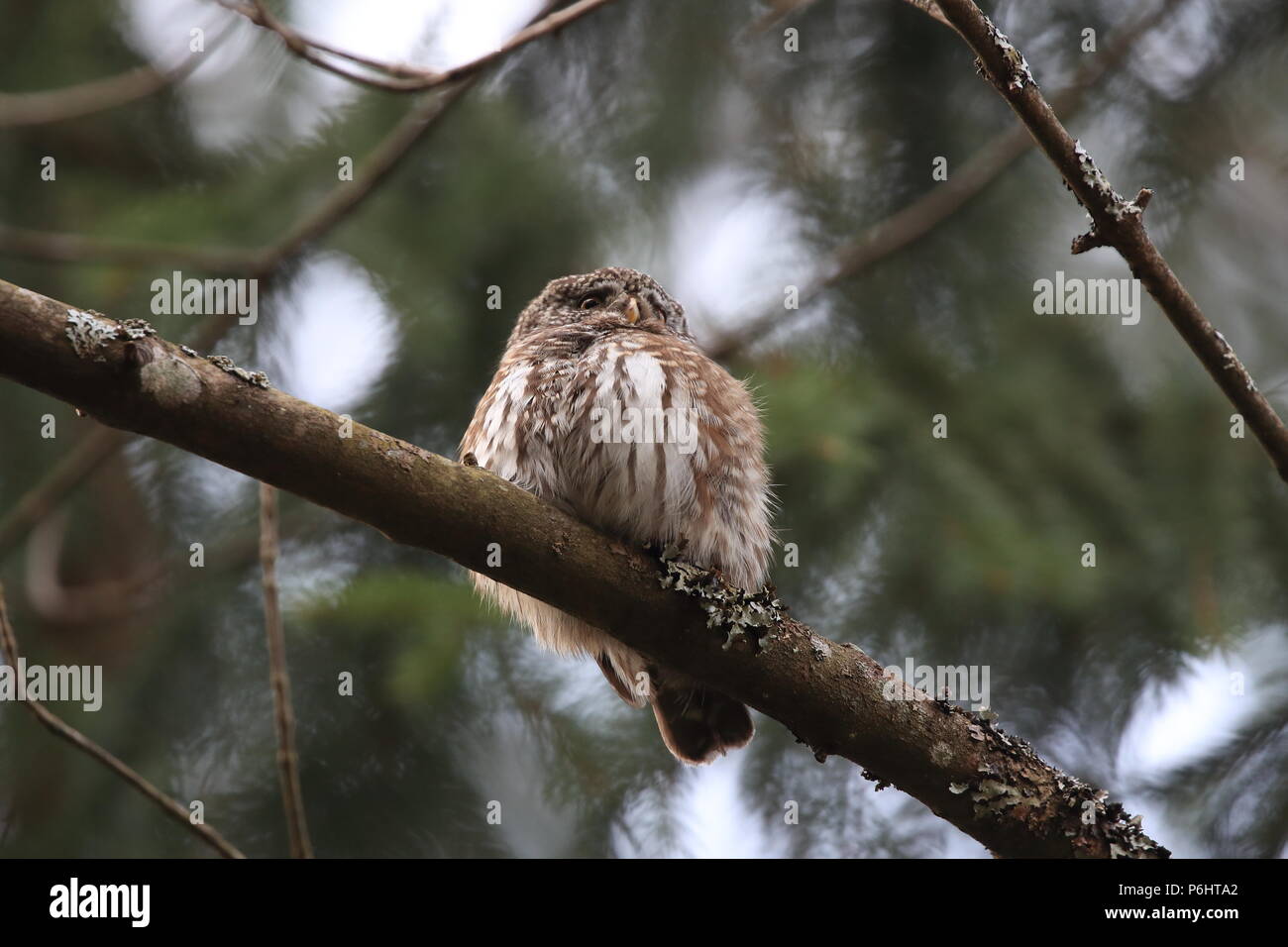 Eurasian pygmy owl-Swabian Jura,Swabian Alps,Baden-Württemberg, Germany ...