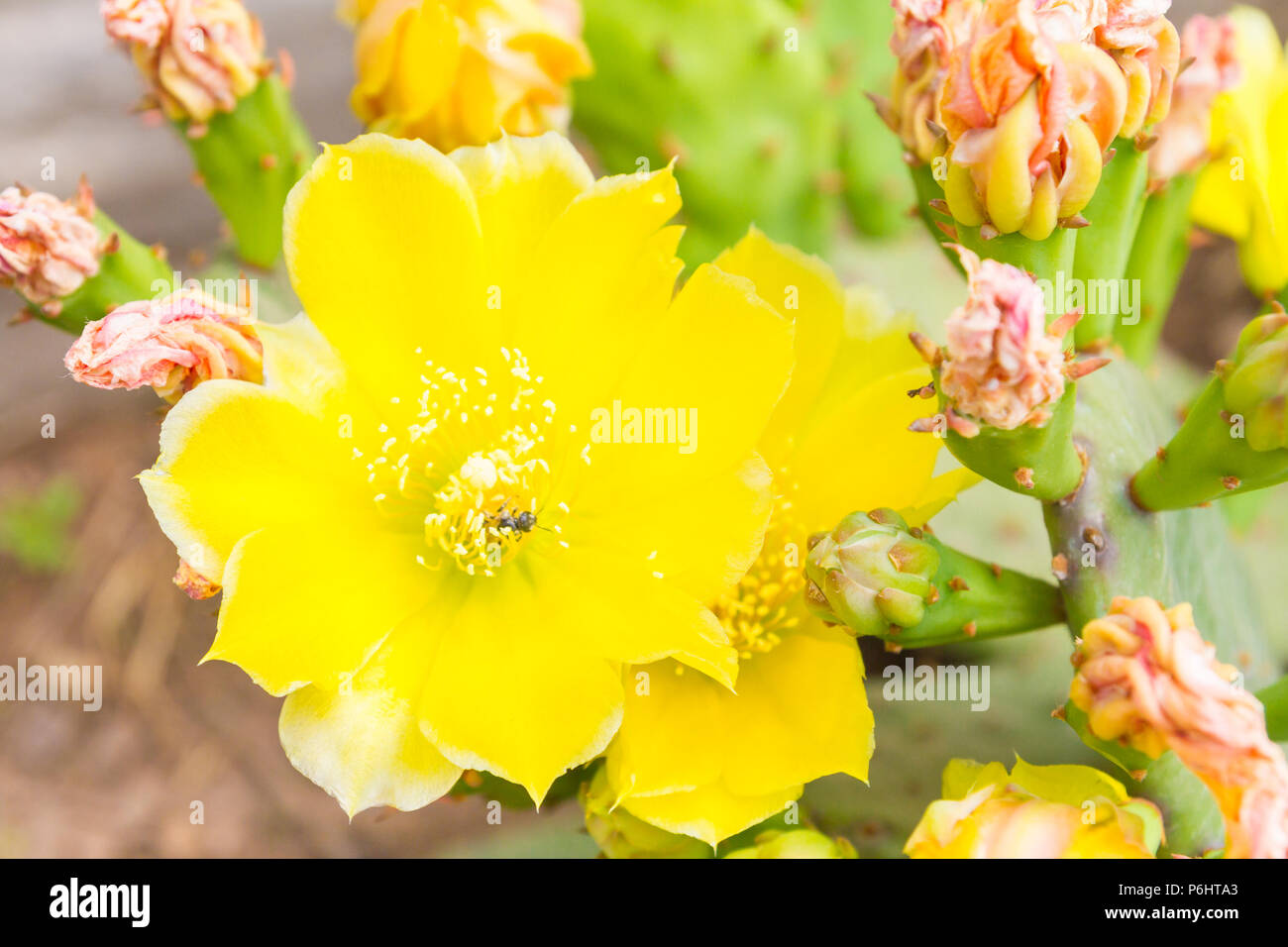 Bee collects nectar on a beautiful yellow flower cactus Stock Photo - Alamy