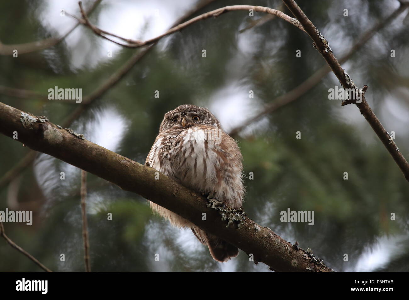 Eurasian pygmy owl-Swabian Jura,Swabian Alps,Baden-Württemberg, Germany ...