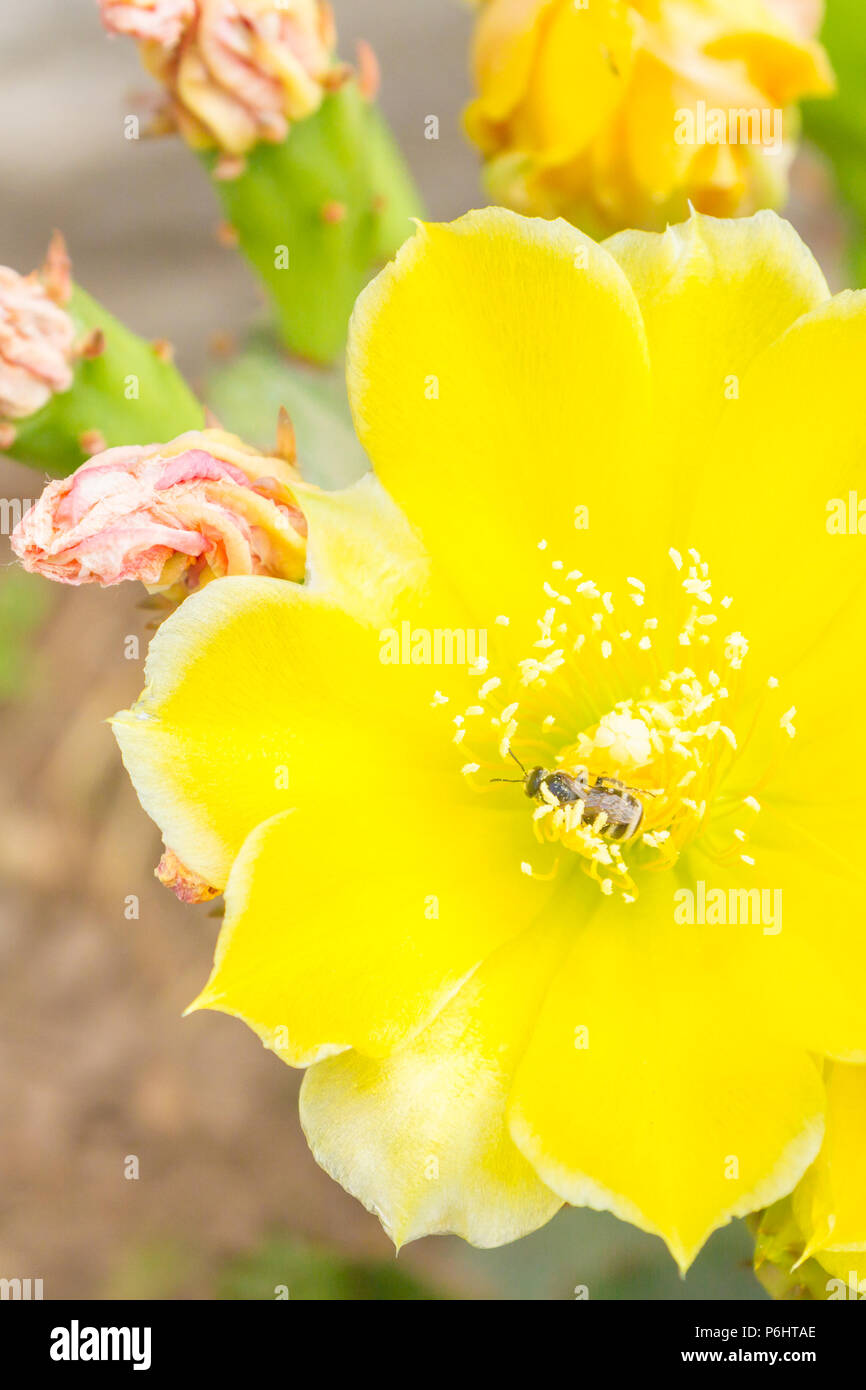 Bee collects nectar on a beautiful yellow flower cactus Stock Photo - Alamy