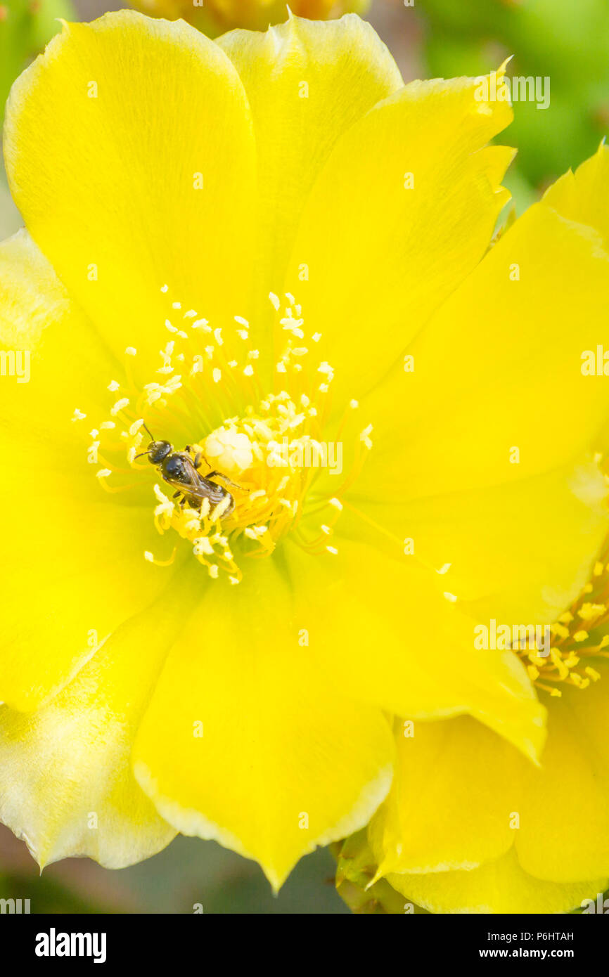 Bee collects nectar on a beautiful yellow flower cactus Stock Photo - Alamy