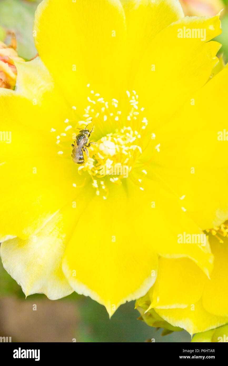 Bee collects nectar on a beautiful yellow flower cactus Stock Photo - Alamy