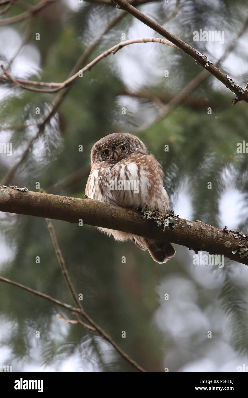 Eurasian pygmy owl-Swabian Jura,Swabian Alps,Baden-Württemberg, Germany ...