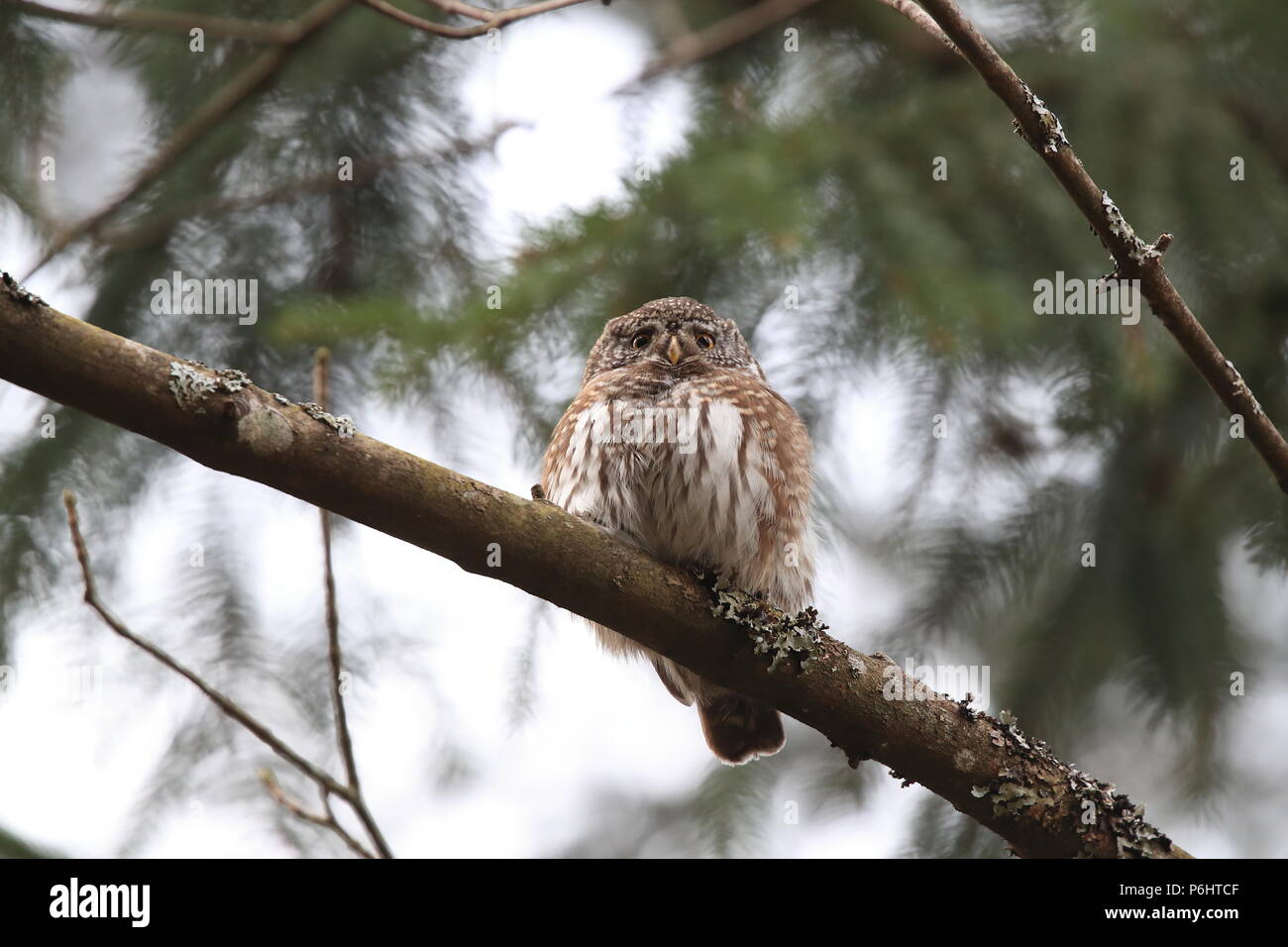 Eurasian pygmy owl-Swabian Jura,Swabian Alps,Baden-Württemberg, Germany ...