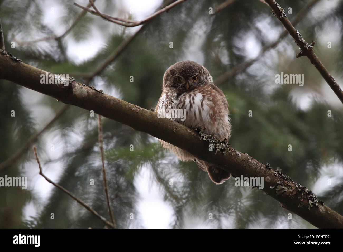 Eurasian pygmy owl-Swabian Jura,Swabian Alps,Baden-Württemberg, Germany ...