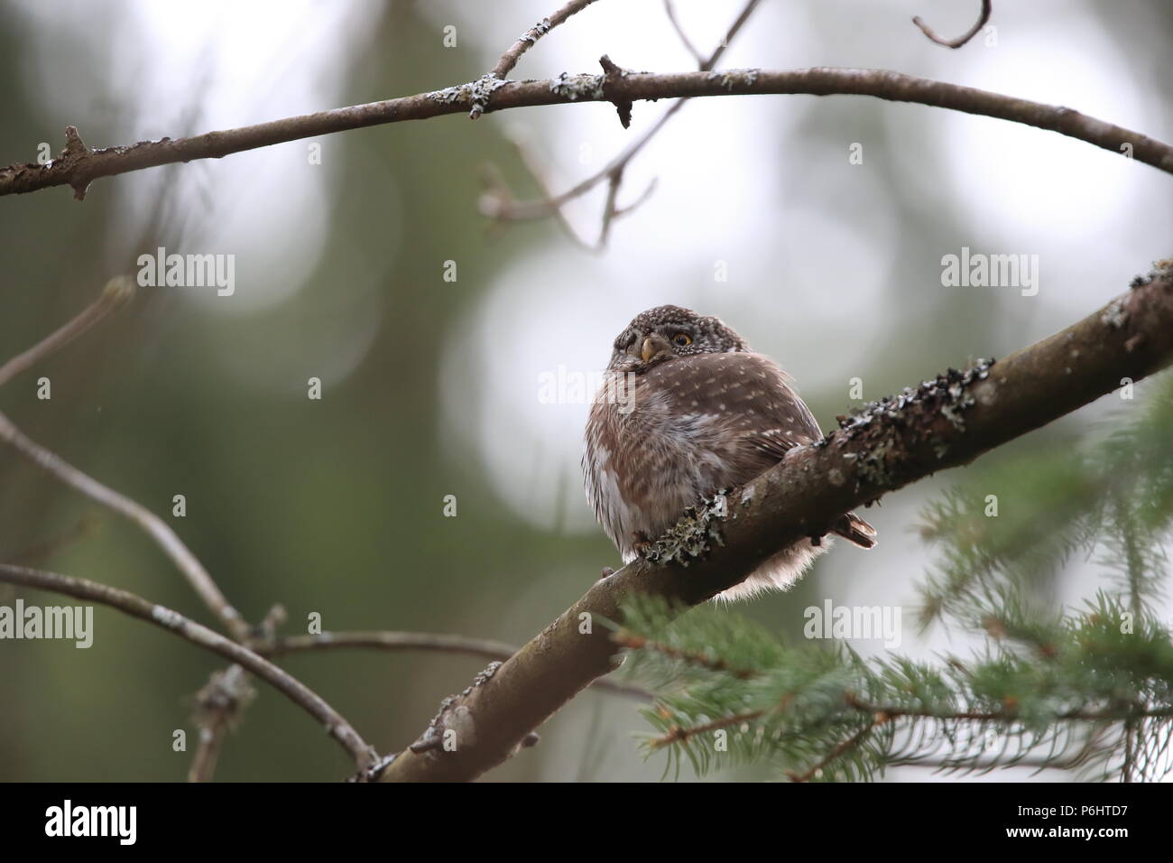 Eurasian pygmy owl-Swabian Jura,Swabian Alps,Baden-Württemberg, Germany ...