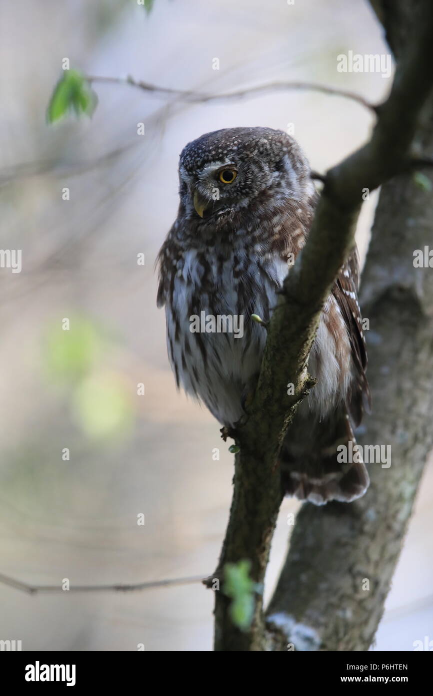 Eurasian pygmy owl-Swabian Jura,Swabian Alps,Baden-Württemberg, Germany ...