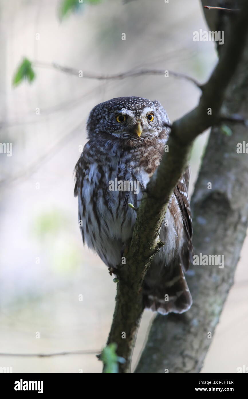 Eurasian pygmy owl-Swabian Jura,Swabian Alps,Baden-Württemberg, Germany ...