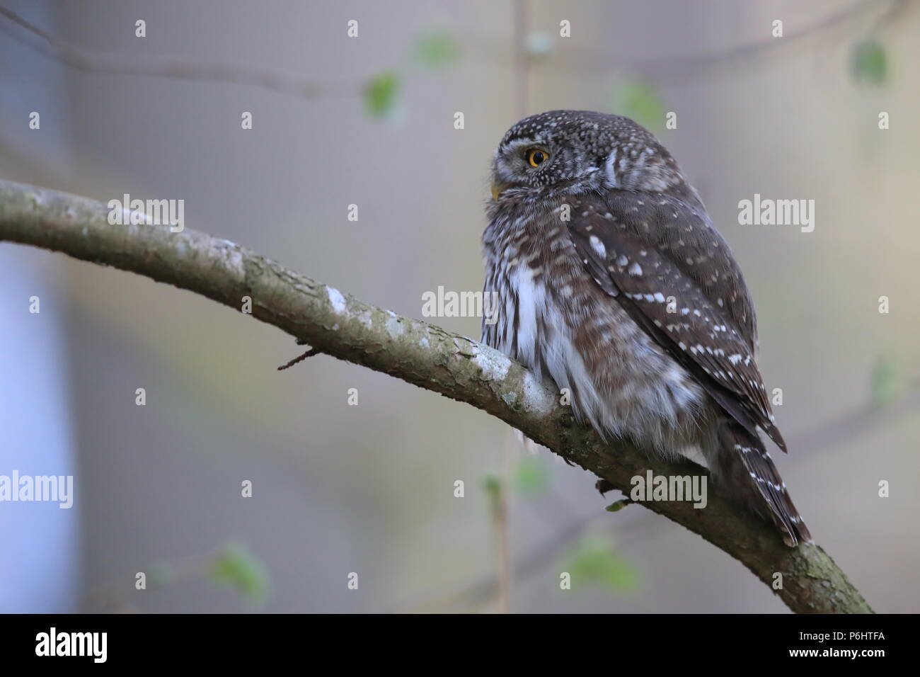 Eurasian pygmy owl-Swabian Jura,Swabian Alps,Baden-Württemberg, Germany ...