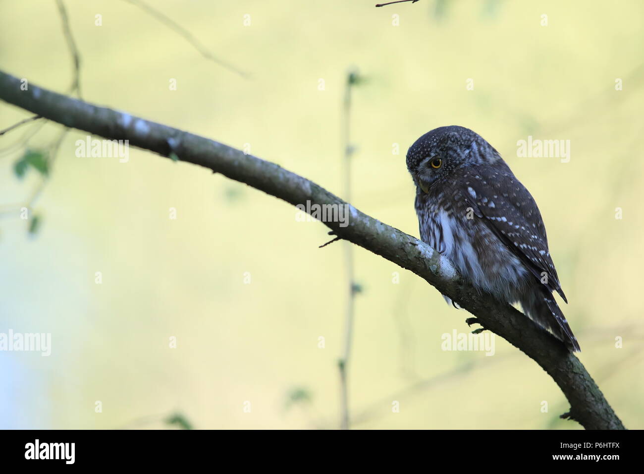 Eurasian pygmy owl-Swabian Jura,Swabian Alps,Baden-Württemberg, Germany ...