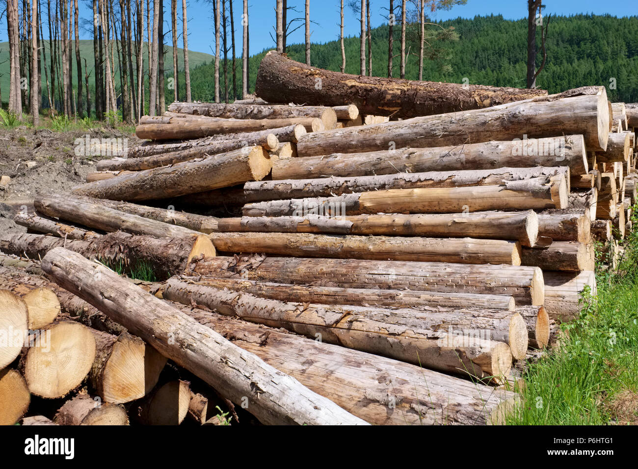 Chopped wood logs stacked in forest woodlands renewable green biomass ...
