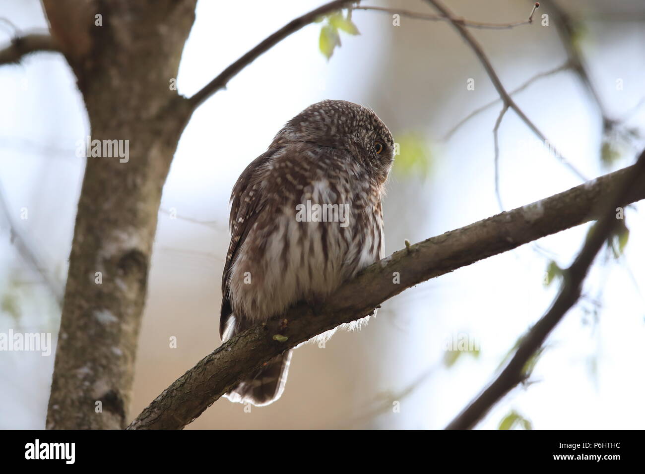 Eurasian pygmy owl-Swabian Jura,Swabian Alps,Baden-Württemberg, Germany ...