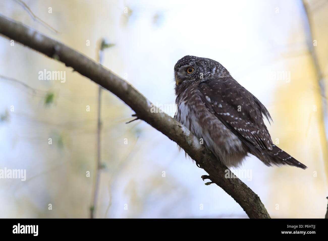 Eurasian pygmy owl-Swabian Jura,Swabian Alps,Baden-Württemberg, Germany ...