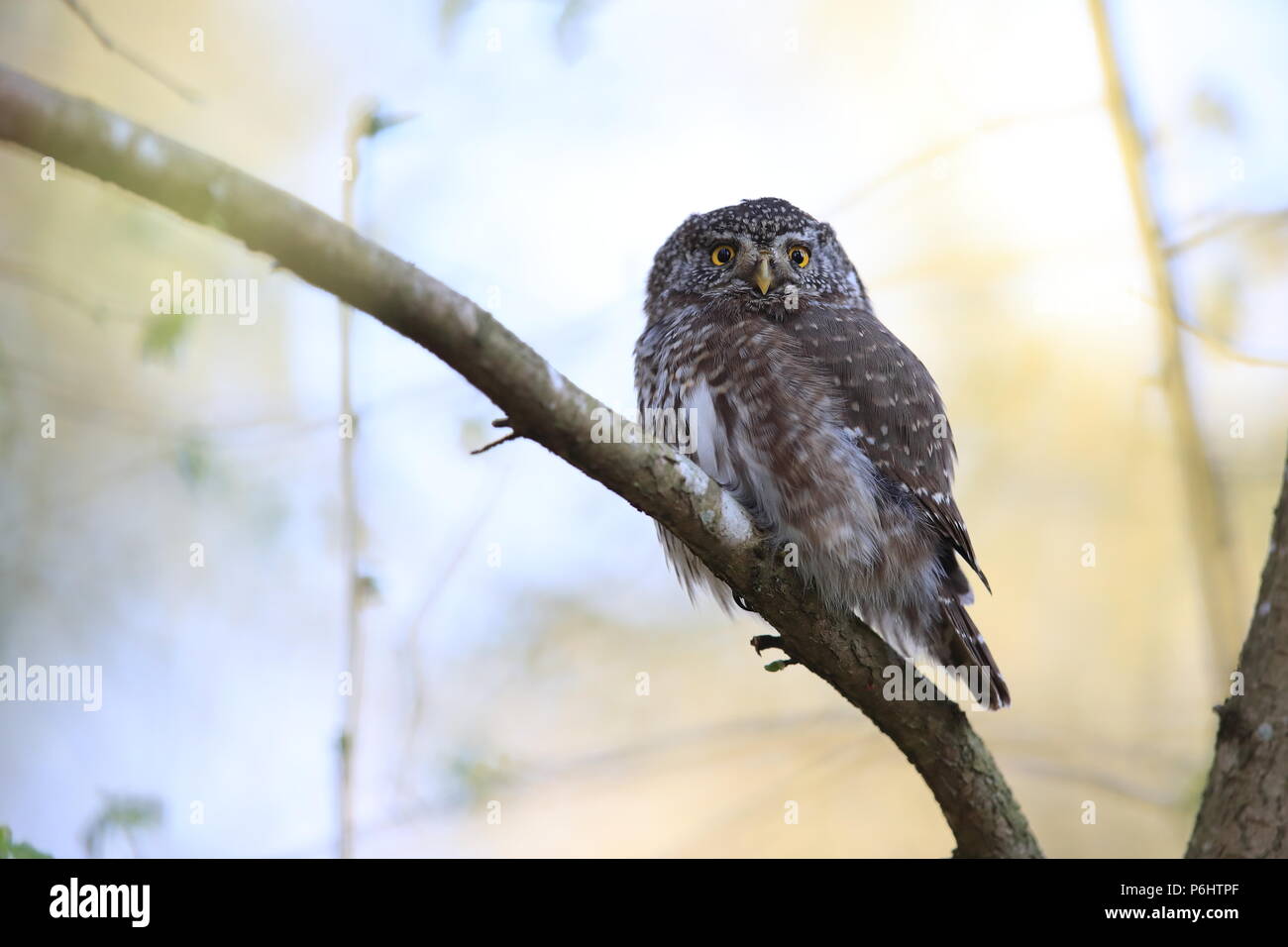 Eurasian pygmy owl-Swabian Jura,Swabian Alps,Baden-Württemberg, Germany ...