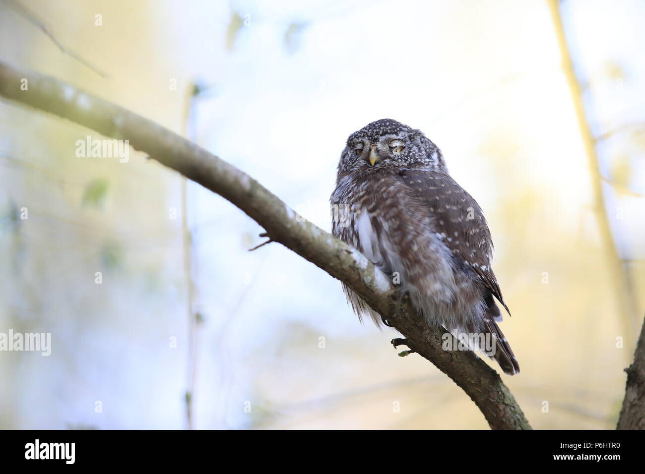 Eurasian pygmy owl-Swabian Jura,Swabian Alps,Baden-Württemberg, Germany ...