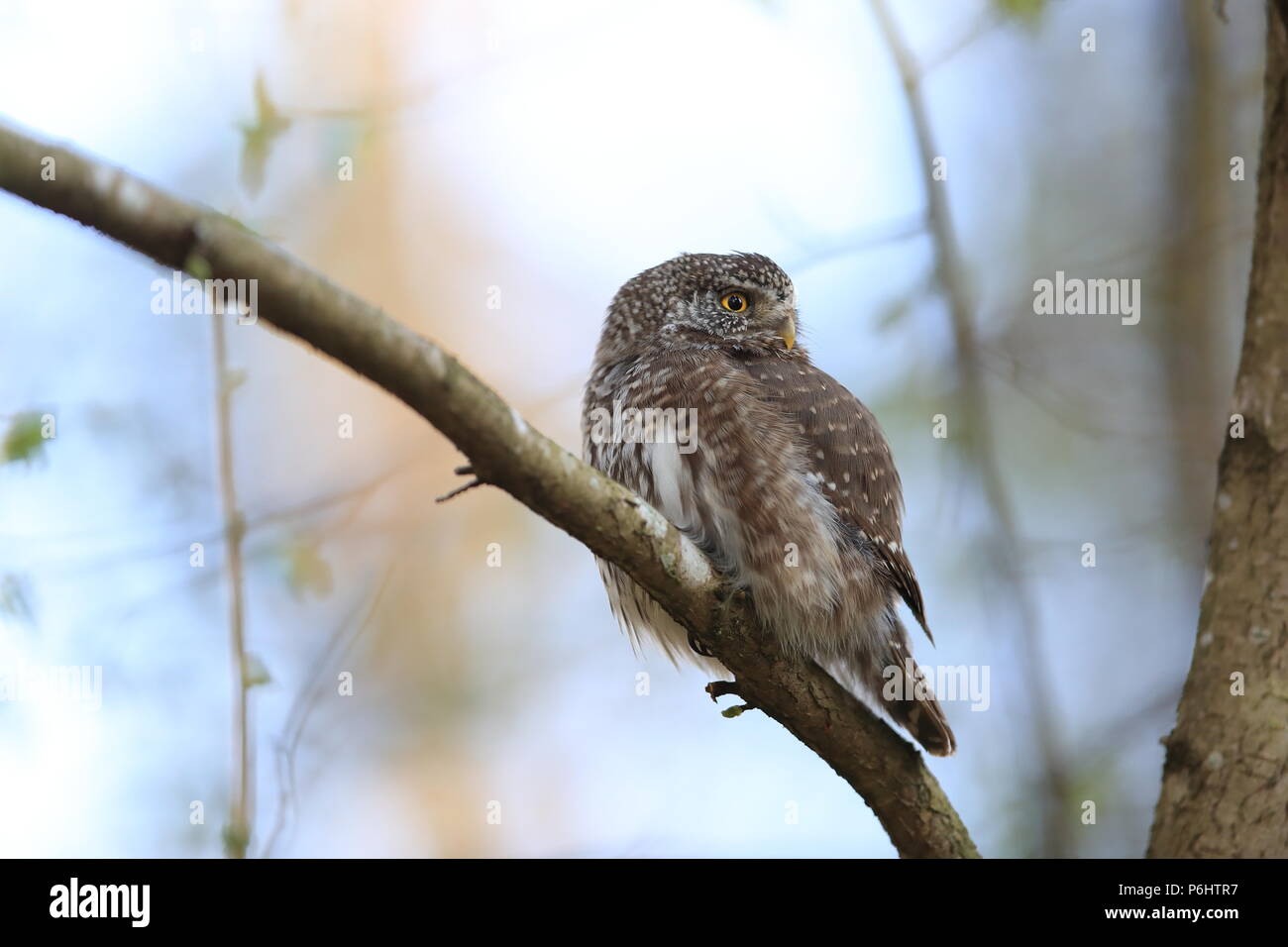 Eurasian pygmy owl-Swabian Jura,Swabian Alps,Baden-Württemberg, Germany ...