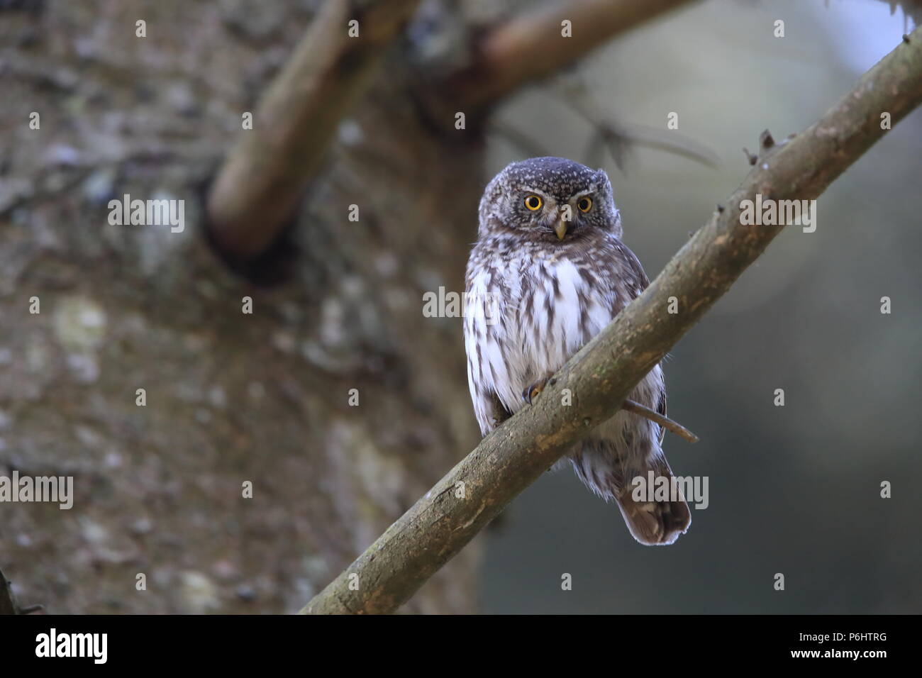 Eurasian pygmy owl-Swabian Jura,Swabian Alps,Baden-Württemberg, Germany ...