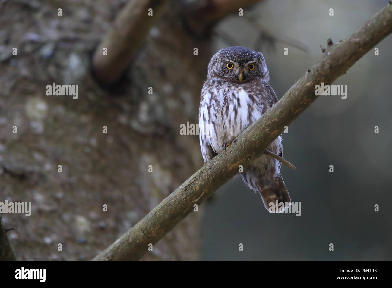 Eurasian pygmy owl-Swabian Jura,Swabian Alps,Baden-Württemberg, Germany ...