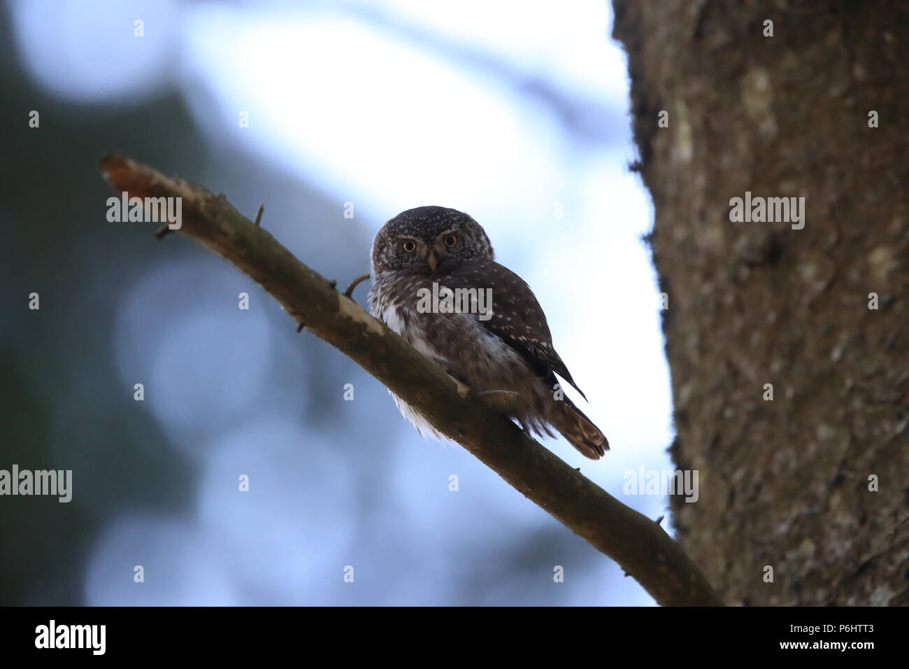 Eurasian pygmy owl-Swabian Jura,Swabian Alps,Baden-Württemberg, Germany ...