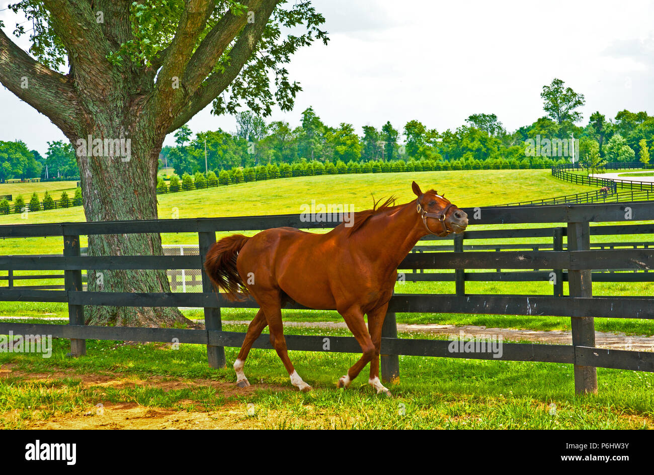 Horse running along fence Stock Photo - Alamy