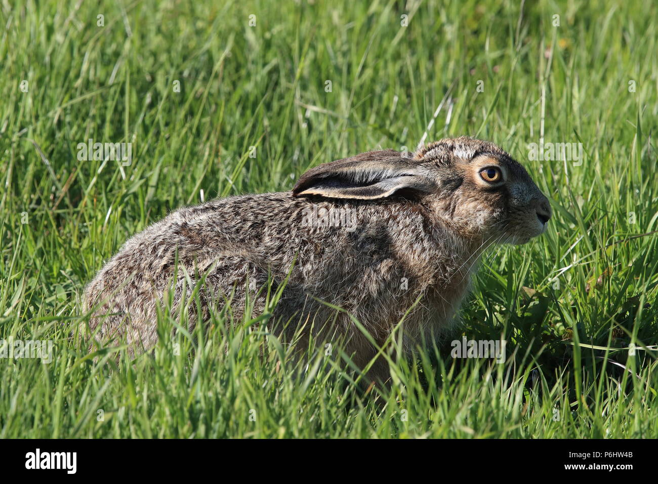European brown hare (Lepus europaeus Stock Photo - Alamy