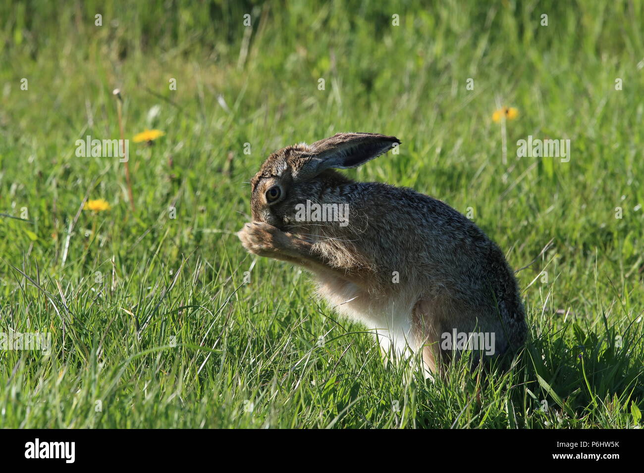 European brown hare (Lepus europaeus Stock Photo - Alamy