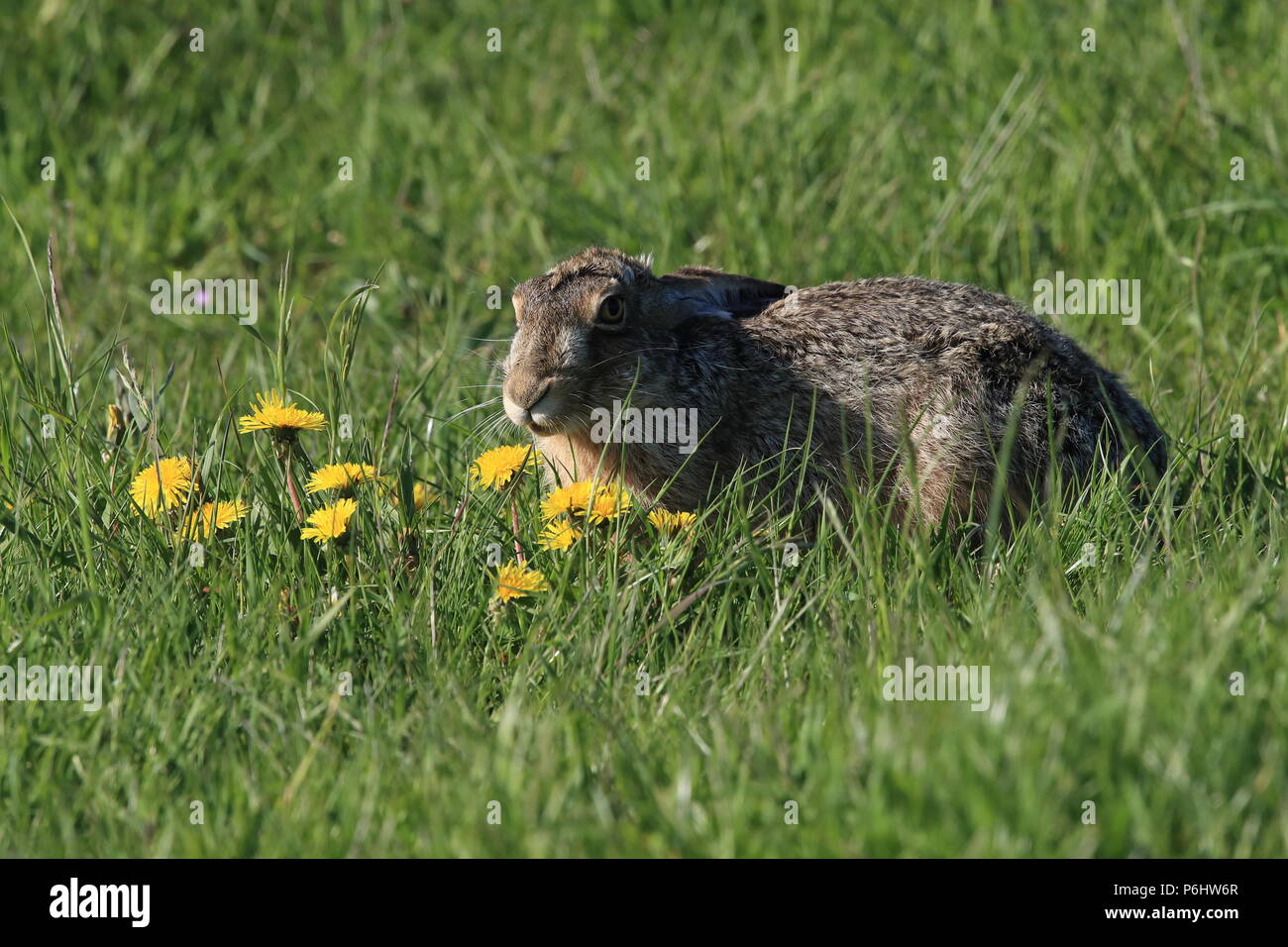 European brown hare (Lepus europaeus Stock Photo - Alamy