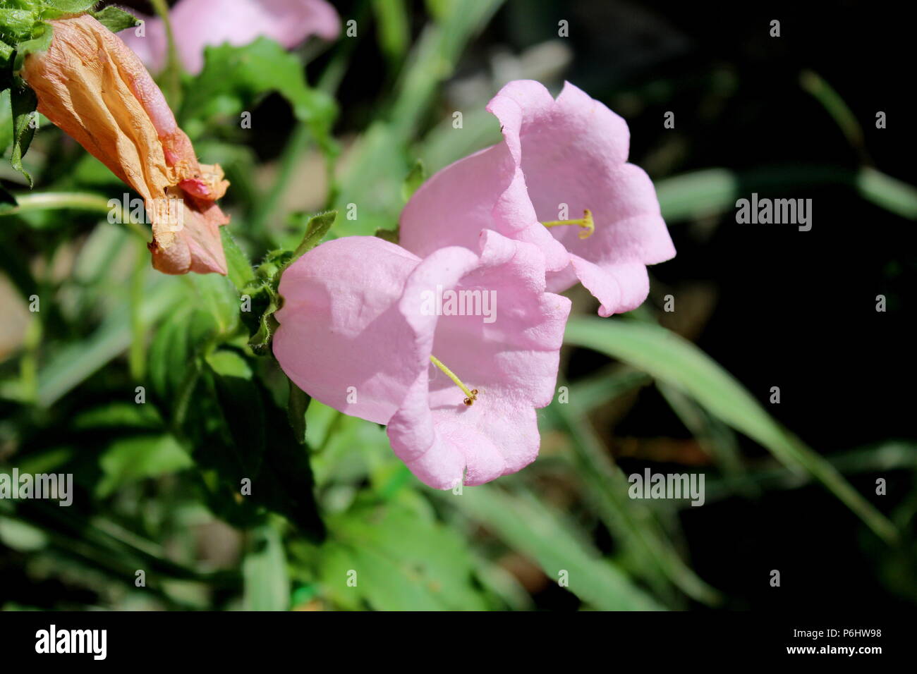 Bellflower or Campanula pink bell-shaped blossoms and dried flowers in ...