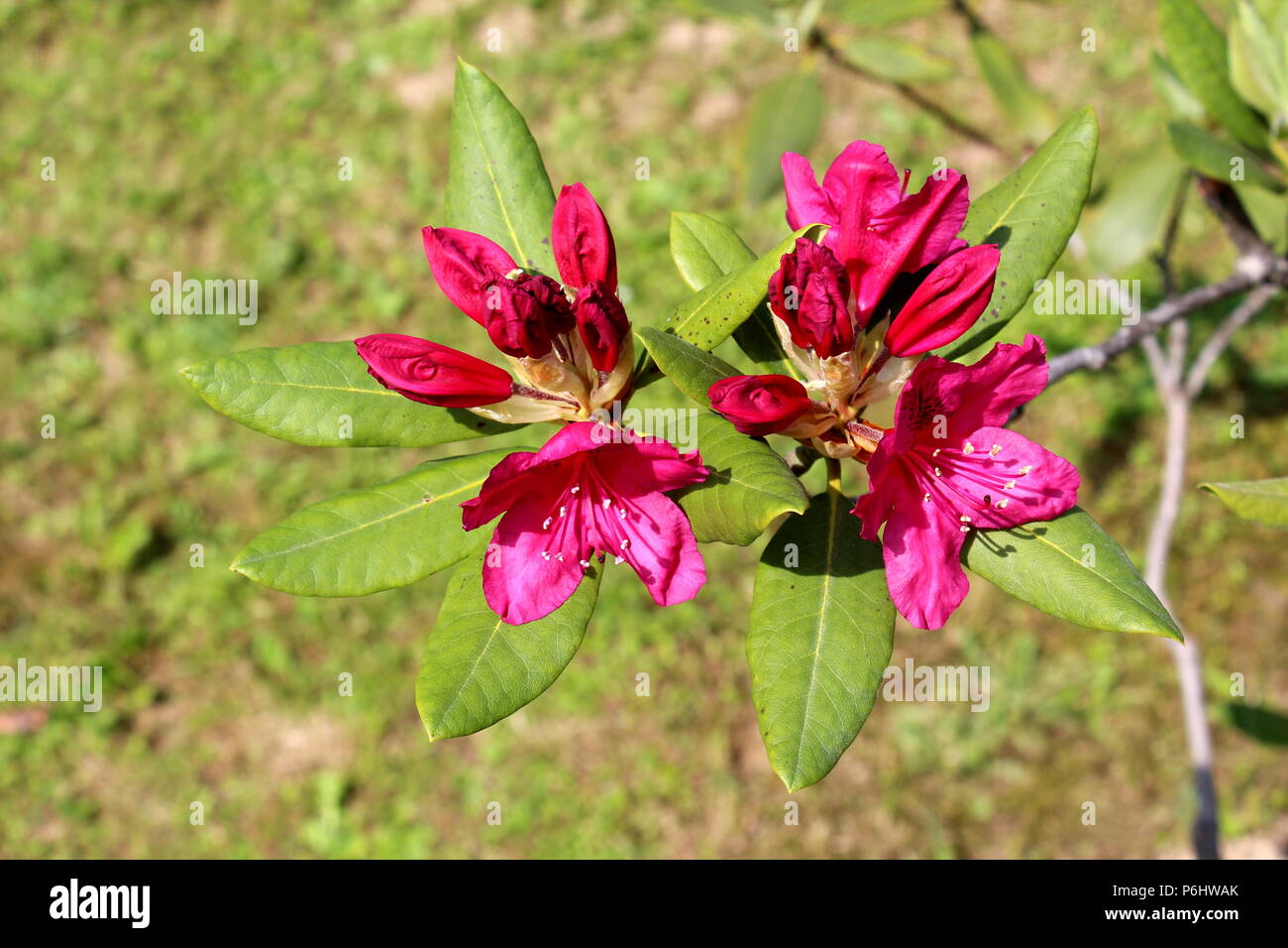 Rhododendron dark pink blooming and closed flowers with thick green ...