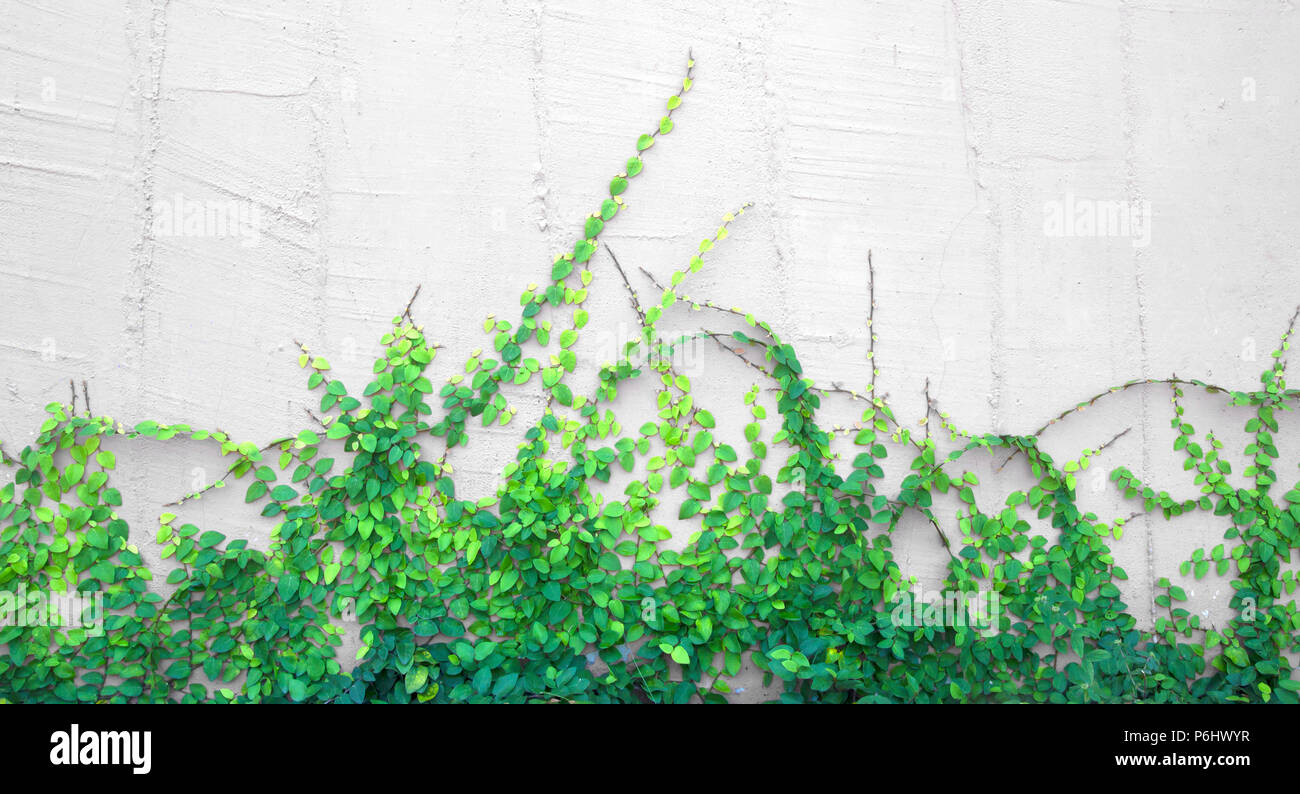The Green Creeper Plant on the Wall Stock Photo - Alamy