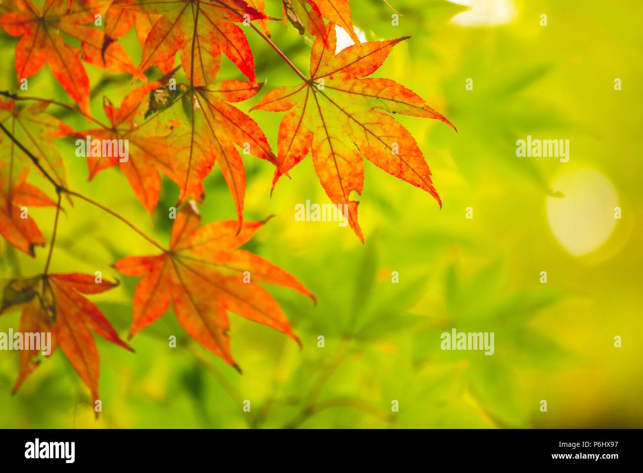 maple leaf, tree branch in beautiful autumn at Nikko with colorful trees. Japanese Maple Leaves ...