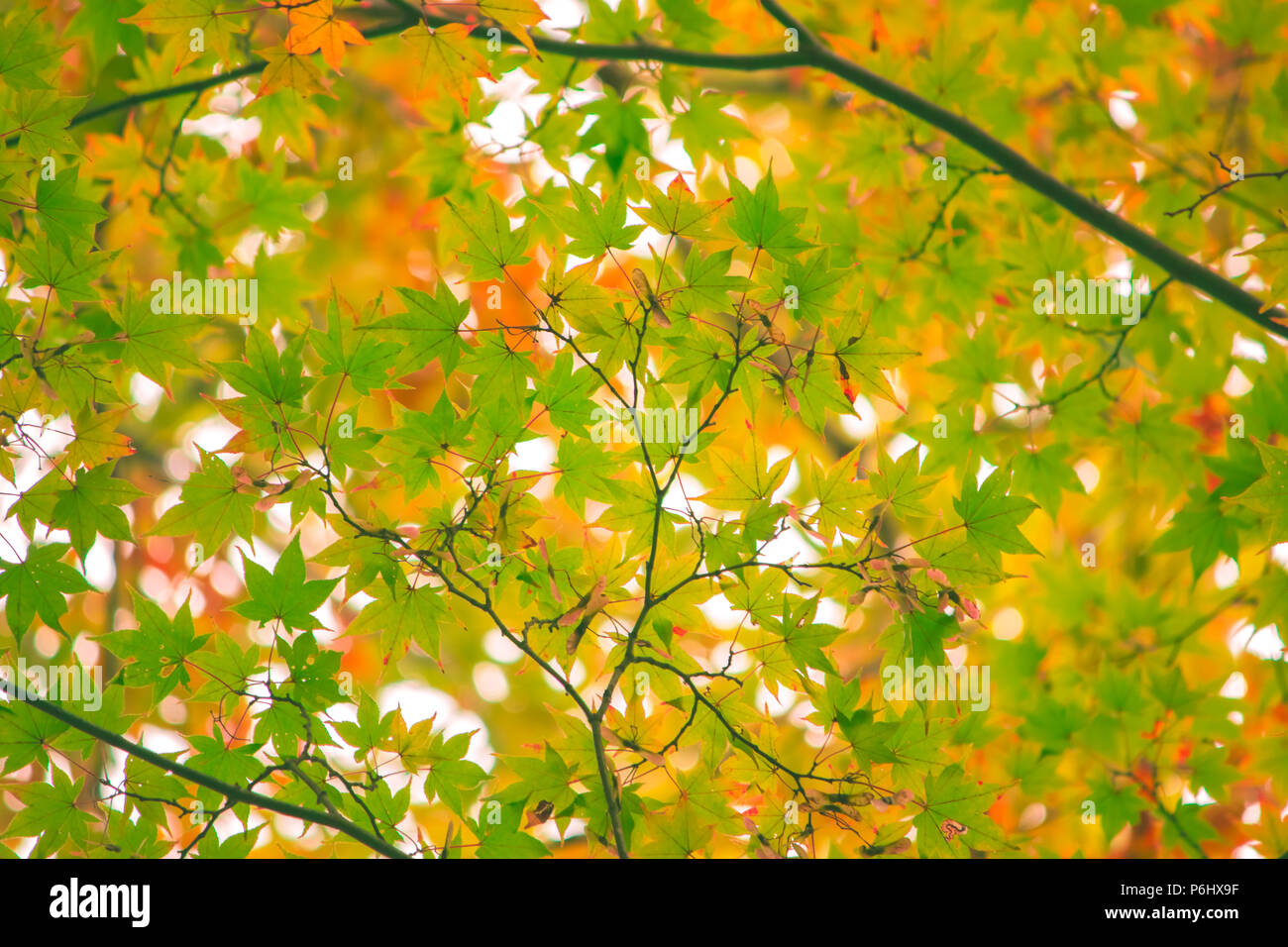 maple leaf, tree branch in beautiful autumn at Nikko with colorful trees. Japanese Maple Leaves ...
