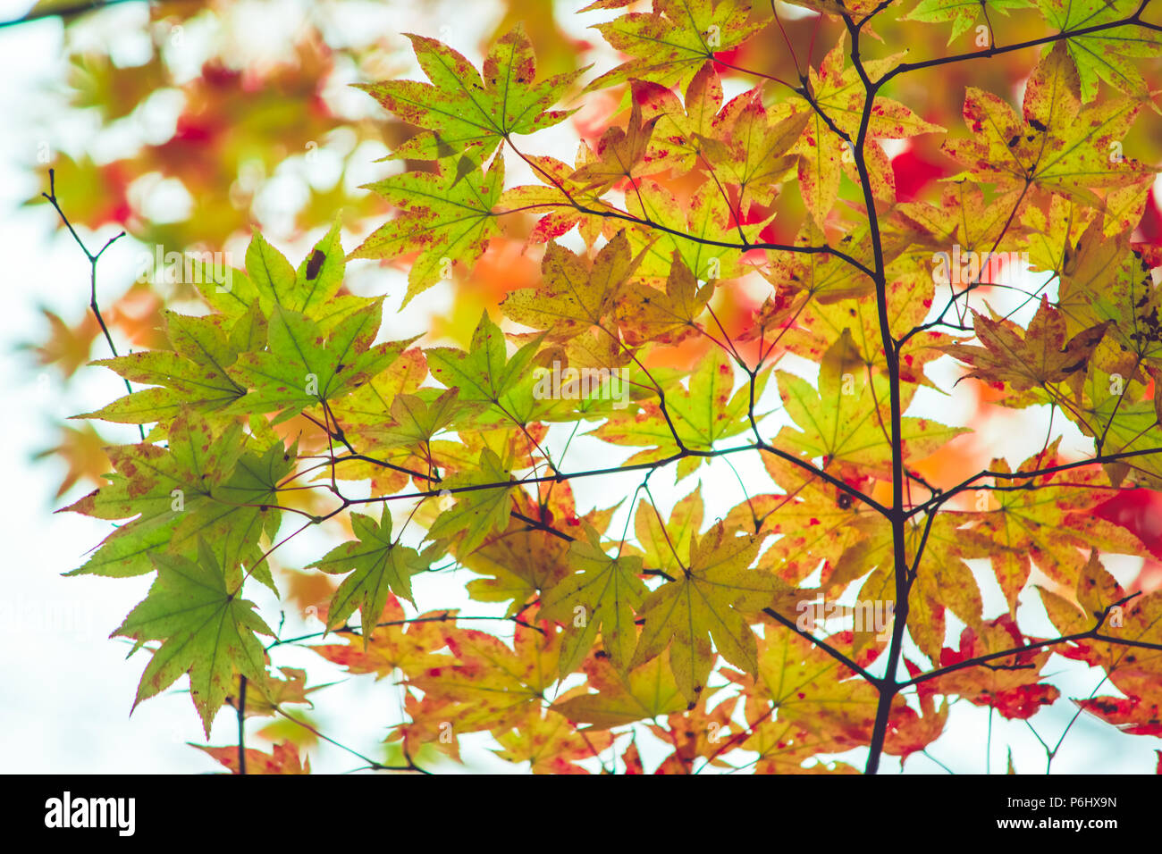 maple leaf, tree branch in beautiful autumn at Nikko with colorful ...