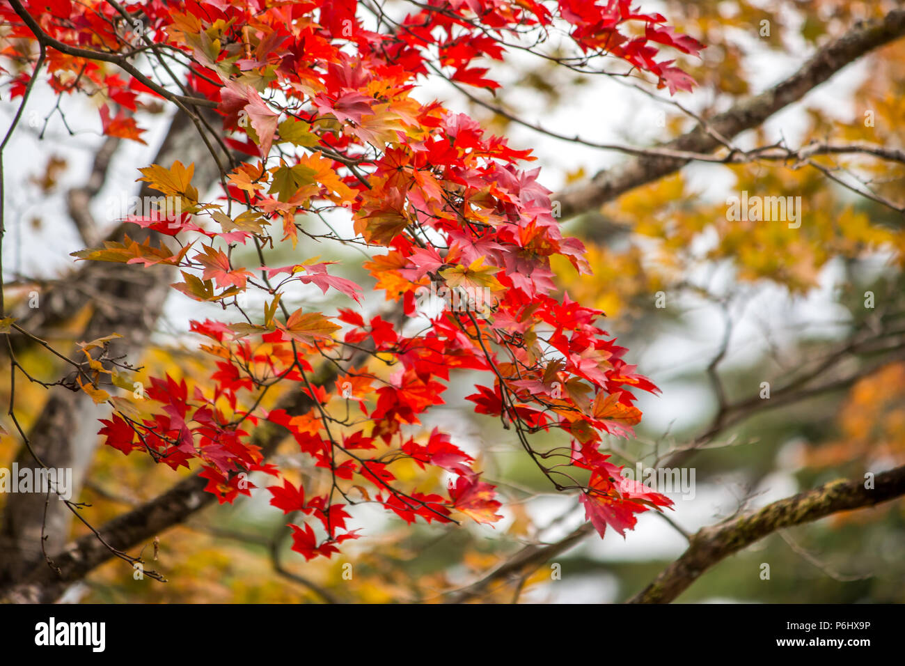 maple leaf, tree branch in beautiful autumn at Nikko with colorful trees. Japanese Maple Leaves ...