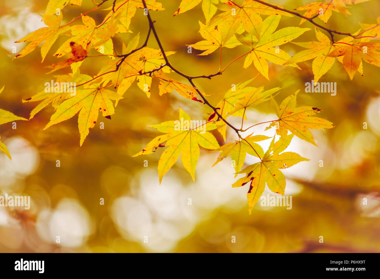 maple leaf, tree branch in beautiful autumn at Nikko with colorful trees. Japanese Maple Leaves ...