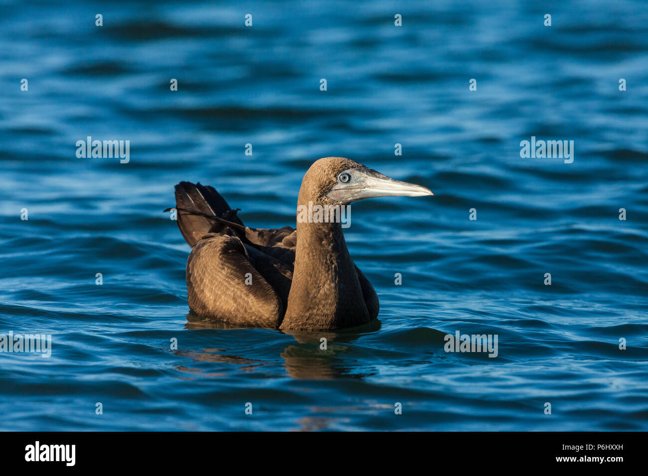Sula leucogaster hi-res stock photography and images - Alamy