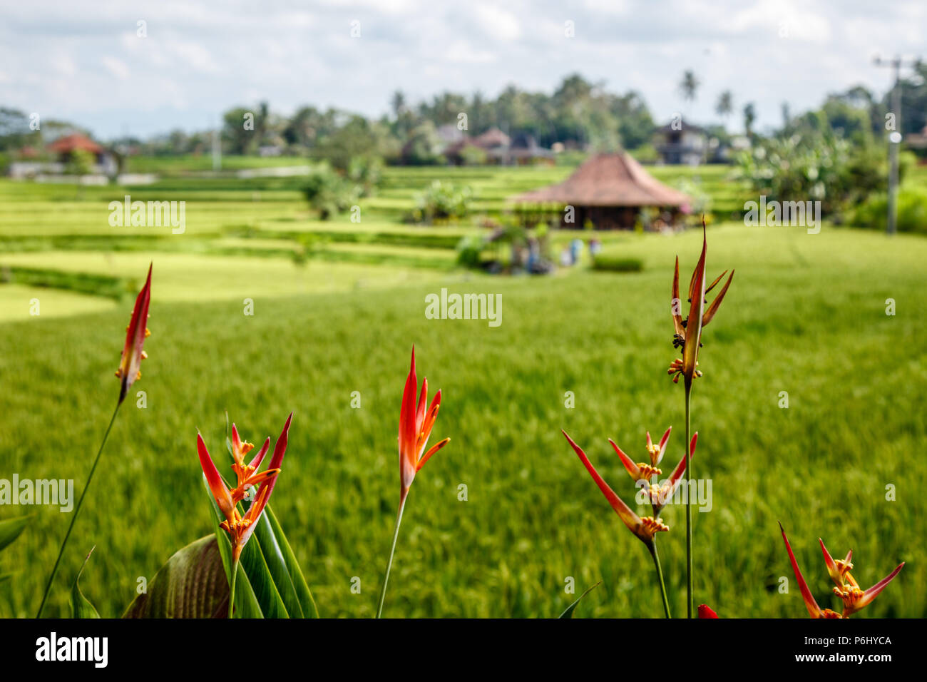 Rice field, mountains, trees and houses, rural landscape, Ubud, Bali ...